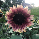 Sunflower Seeds - Ruby Eclipse | Flower Seeds in Packets & Bulk | Eden Brothers