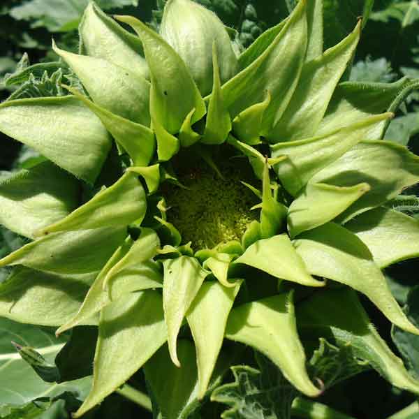 Sunflower Seeds - SunFill Green | Flower Seeds in Packets & Bulk | Eden ...