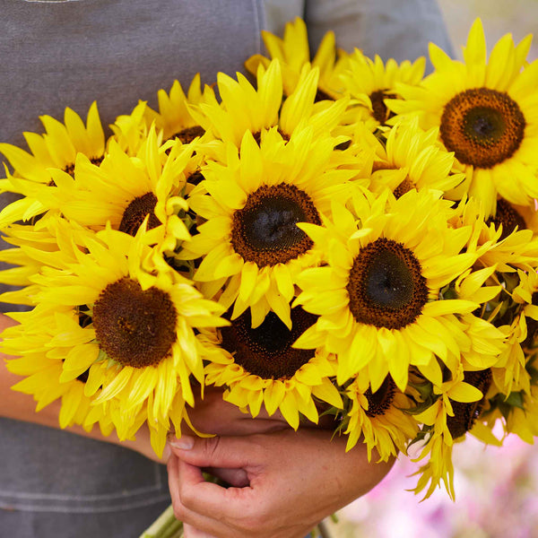 Sunflower Seeds - Twilight Zone | Flower Seeds in Packets & Bulk | Eden ...