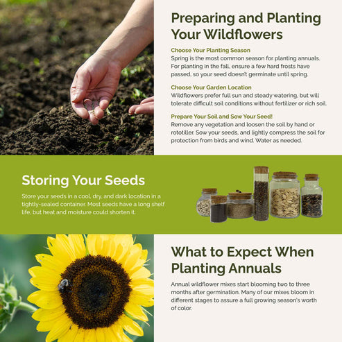 Sunny - Sunflower Seed Mix | Wildflower Seeds | Eden Brothers