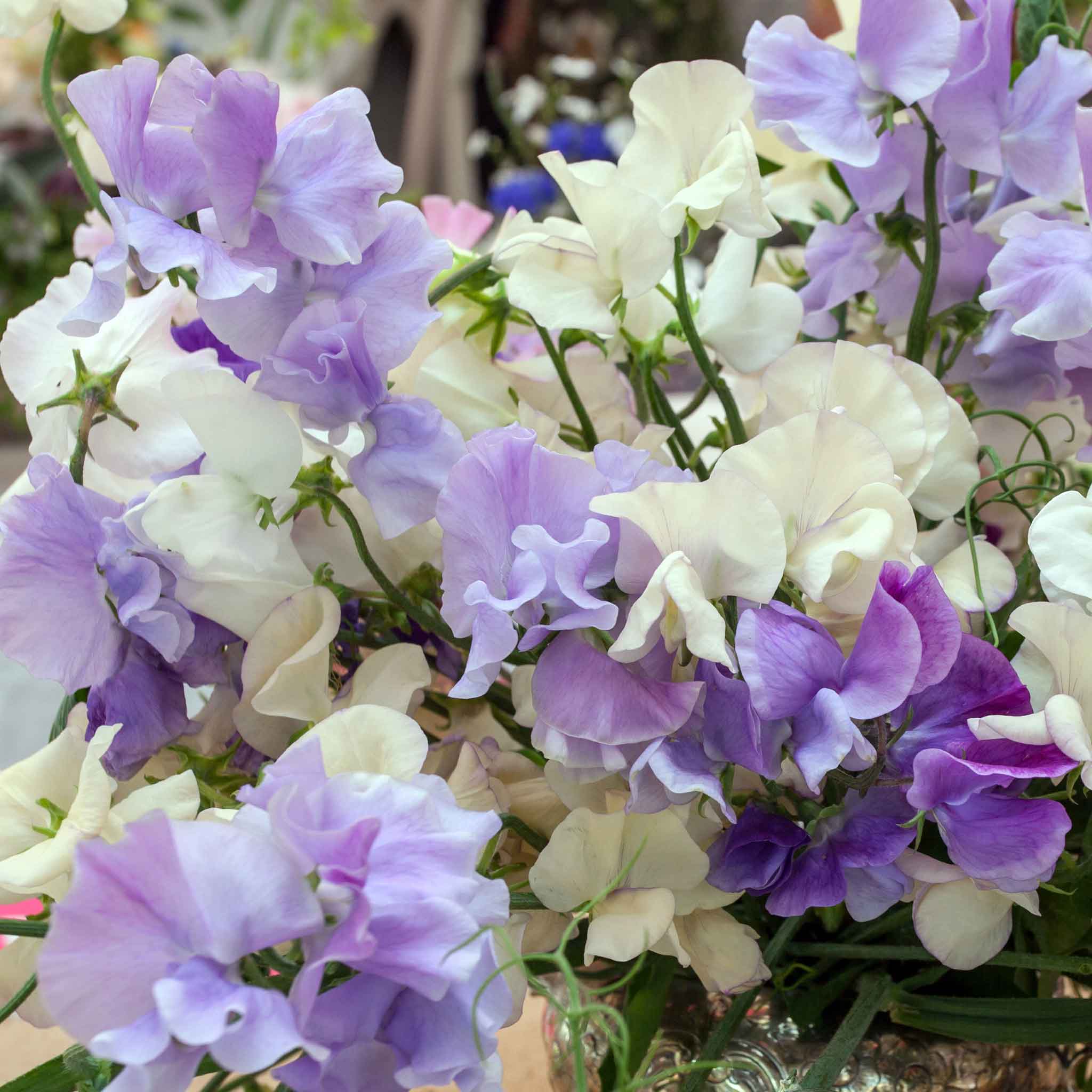 Sweet Pea Seeds - Blue Mix | Flower Seeds in Packets & Bulk | Eden Brothers