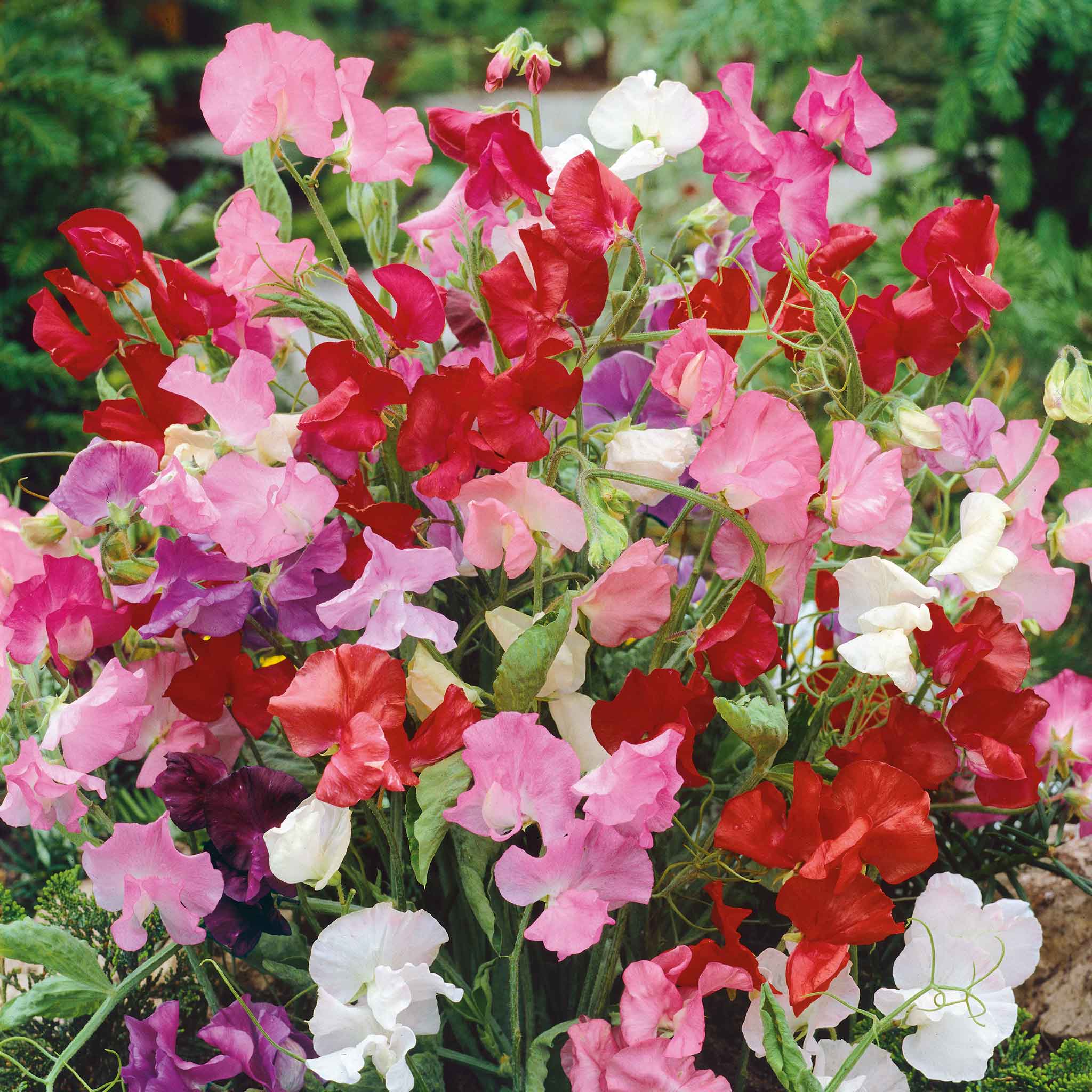 Sweet Pea Seeds - Bijou Mix | Flower Seeds in Packets & Bulk | Eden ...