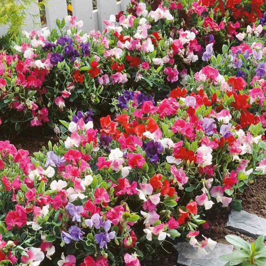 Sweet Pea Seeds | Shop 20 Varieties | Eden Brothers