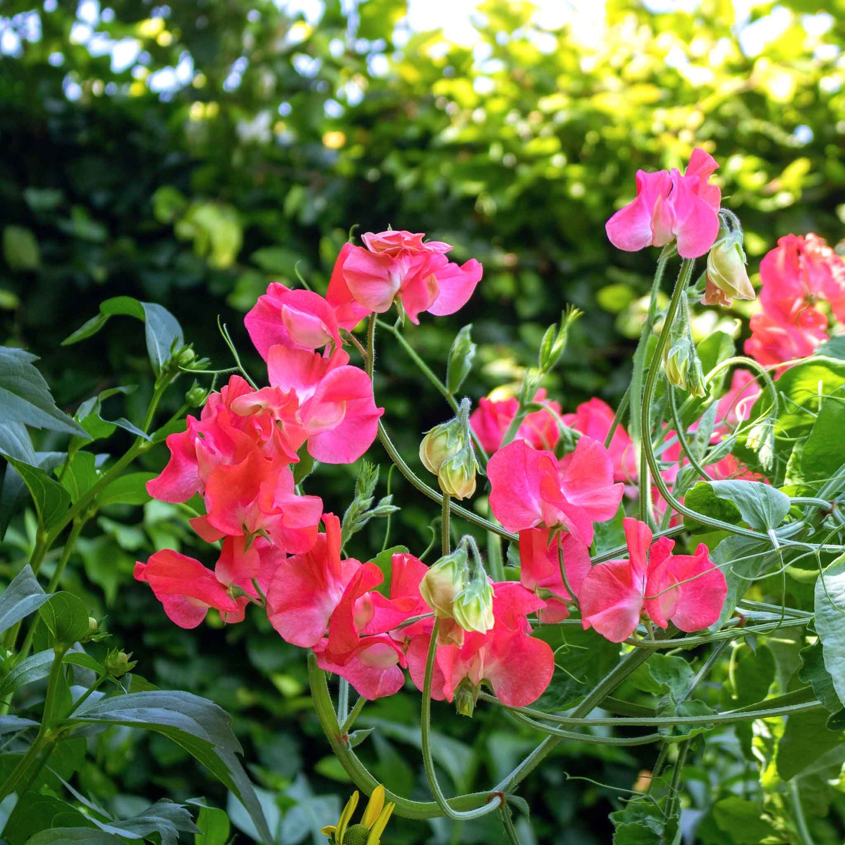 Sweet Pea Seeds - Edith Flanagan | Flower Seeds in Packets & Bulk ...