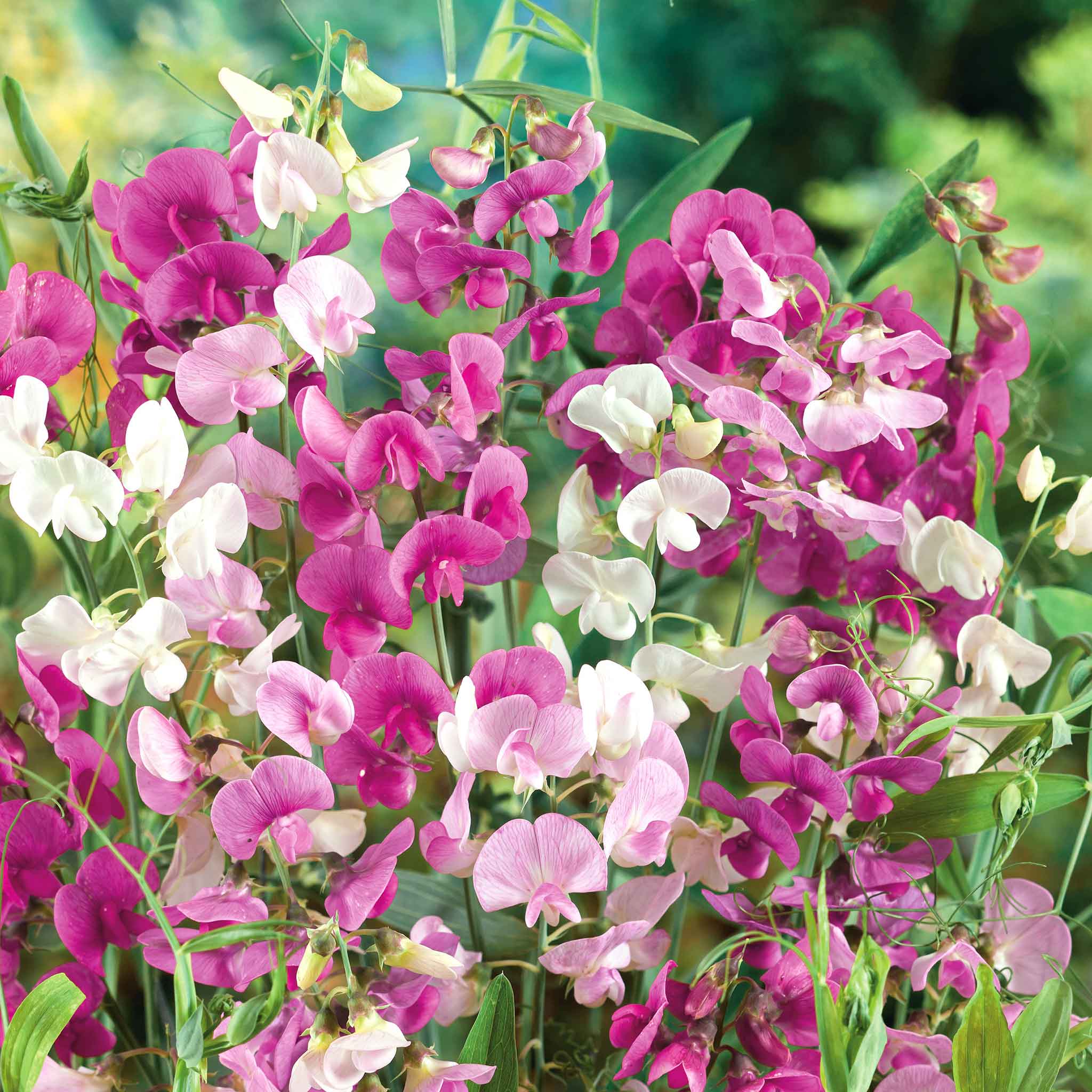 Everlasting Pea Seeds - Mixed | Flower Seeds in Packets & Bulk | Eden ...