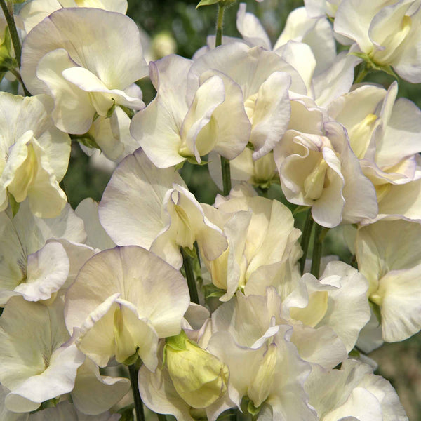 Sweet Pea Seeds - Old Times | Flower Seeds in Packets & Bulk | Eden ...