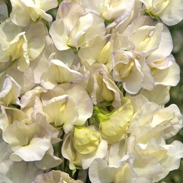 Sweet Pea Seeds - Old Times | Flower Seeds in Packets & Bulk | Eden ...