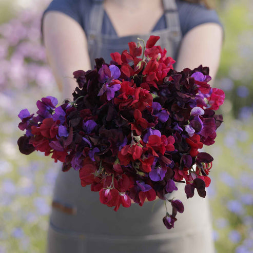 Sweet Pea Seeds - Passion Mix | Flower Seeds in Packets & Bulk | Eden ...