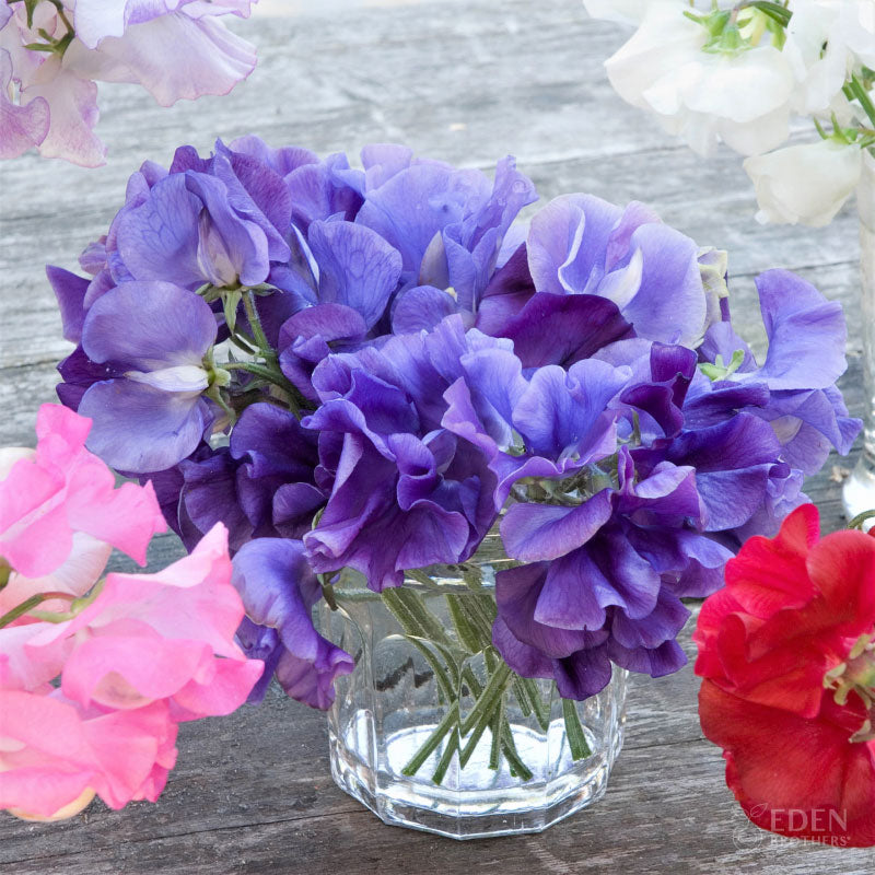 Sweet Pea Seeds - Purple Mix | Flower Seeds in Packets & Bulk | Eden ...