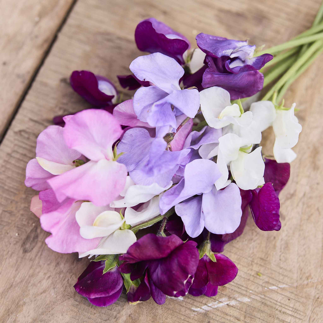 Sweet Pea Seeds - Royal Mix | Flower Seeds in Packets & Bulk | Eden ...