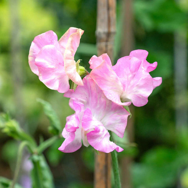 Sweet Pea Seeds - Yvette Ann | Flower Seeds in Packets & Bulk | Eden ...