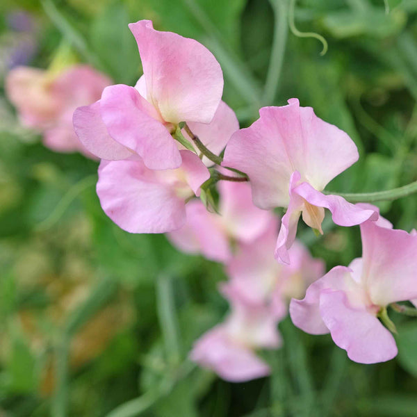 Sweet Pea Seeds - Yvette Ann | Flower Seeds in Packets & Bulk | Eden ...