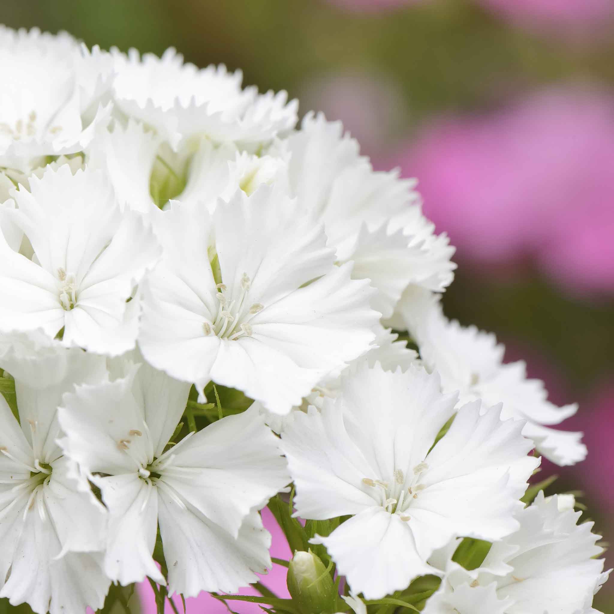 Sweet William Seeds - Albus | Flower Seeds in Packets & Bulk | Eden ...