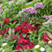 Sweet William Seeds - Tall Single Mix | Flower Seeds in Packets & Bulk ...