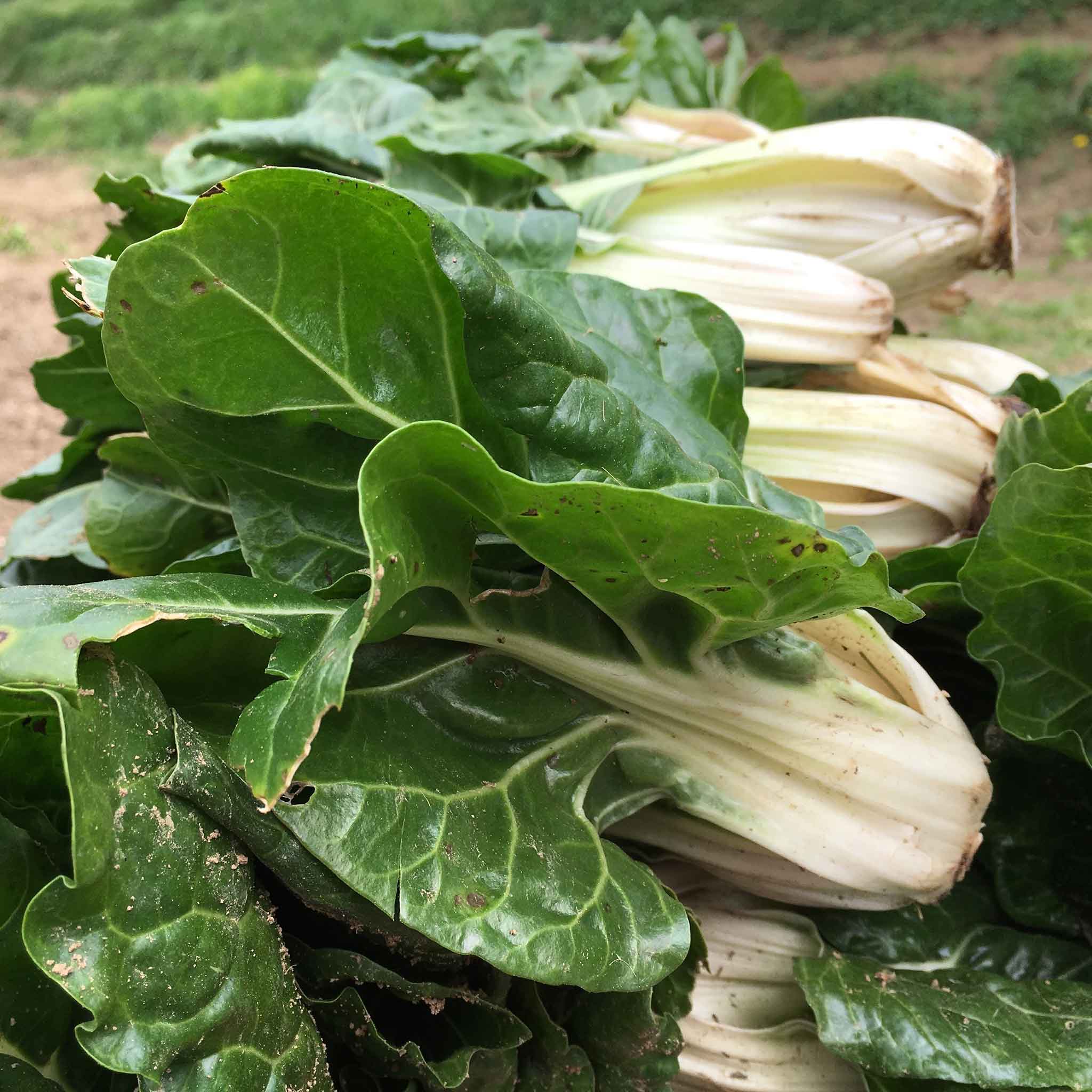 Swiss Chard Seeds - Fordhook | Vegetable Seeds in Packets & Bulk | Eden ...