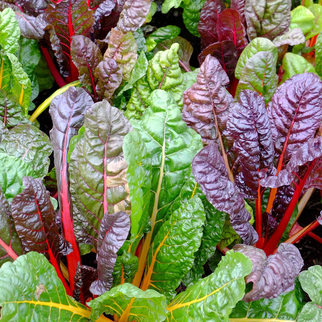 Swiss Chard Seeds - Rainbow Mix | Vegetable Seeds in Packets & Bulk ...