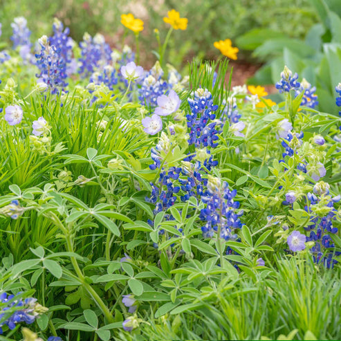 Texas Bluebonnet Seeds | Flower Seeds in Packets & Bulk | Eden Brothers