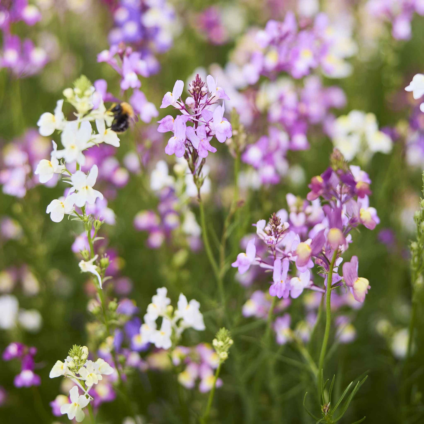 Toadflax/Spurred Snapdragon Seeds | Flower Seeds in Packets & Bulk ...