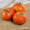 Tomato Seeds - Atkinson | Vegetable Seeds in Packets & Bulk | Eden Brothers