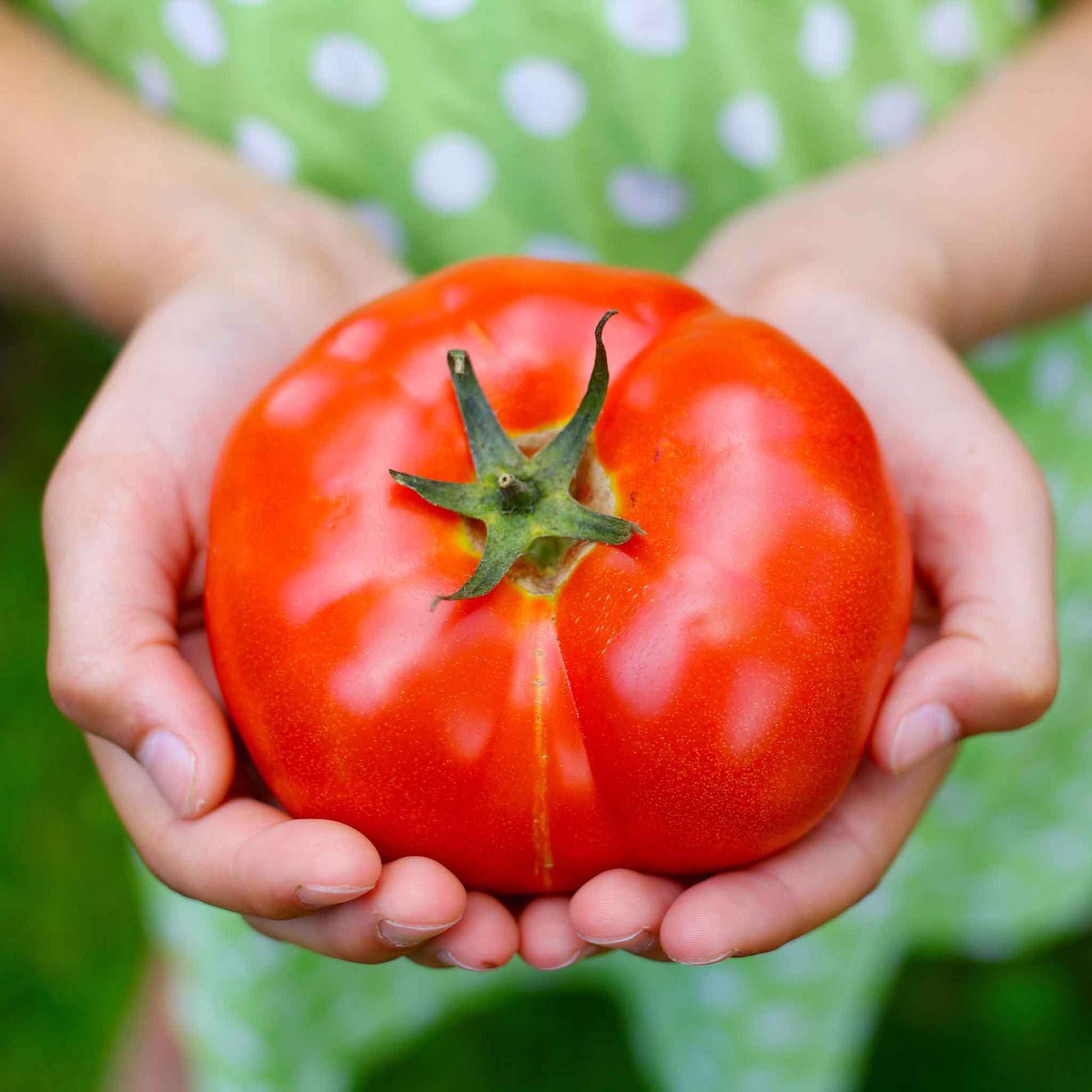Tomato Seeds - Big Beef Plus | Vegetable Seeds in Packets & Bulk | Eden ...