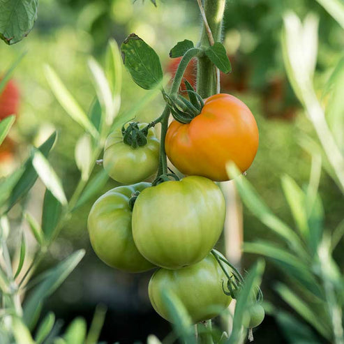 Tomato Seeds - Chef's Choice Orange F1 | Vegetable Seeds in Packets ...