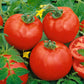 Tomato Seeds - Container Choice Red F1 | Vegetable Seeds in Packets ...