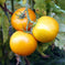 Tomato Seeds - Golden Jubilee | Vegetable Seeds in Packets & Bulk ...
