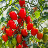 Organic Tomato Seeds - Roma | Vegetable Seeds in Packets & Bulk | Eden ...