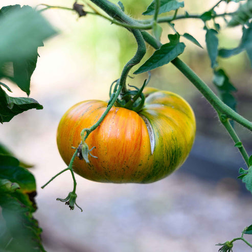 Tomato Seeds - Striped German | Vegetable Seeds in Packets & Bulk ...