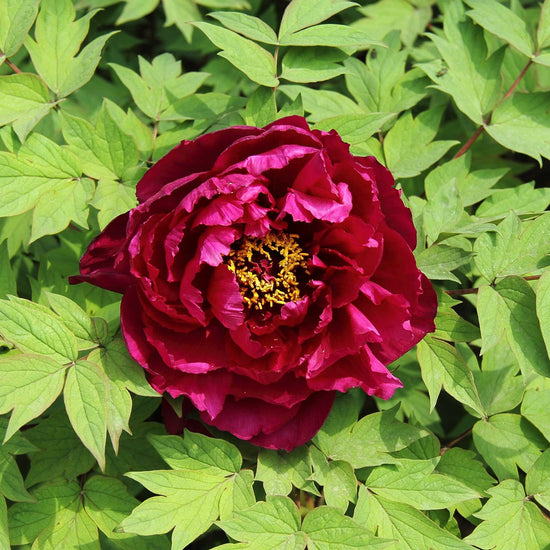 Tree Peony Roots - Fragrant Champion (Guan Qun Fang) | Fall Flower ...