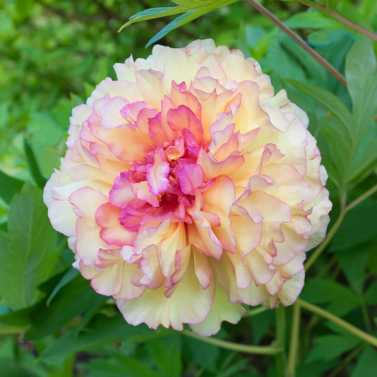 Tree Peony Roots - Kinkaku (Jin Ge) | Fall Flower Bulbs | Eden Brothers