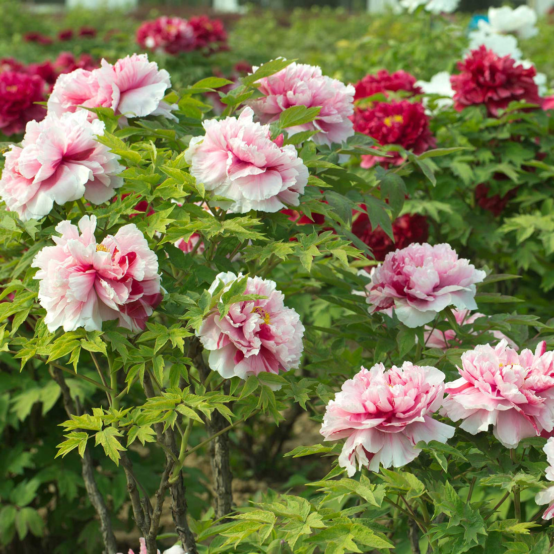 Tree Peony Roots - Shima-Nishiki (Dao Jin) | Fall Flower Bulbs | Eden ...
