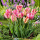 Parrot Tulip Bulbs - Apricot Parrot | Fall Flower Bulbs | Eden Brothers
