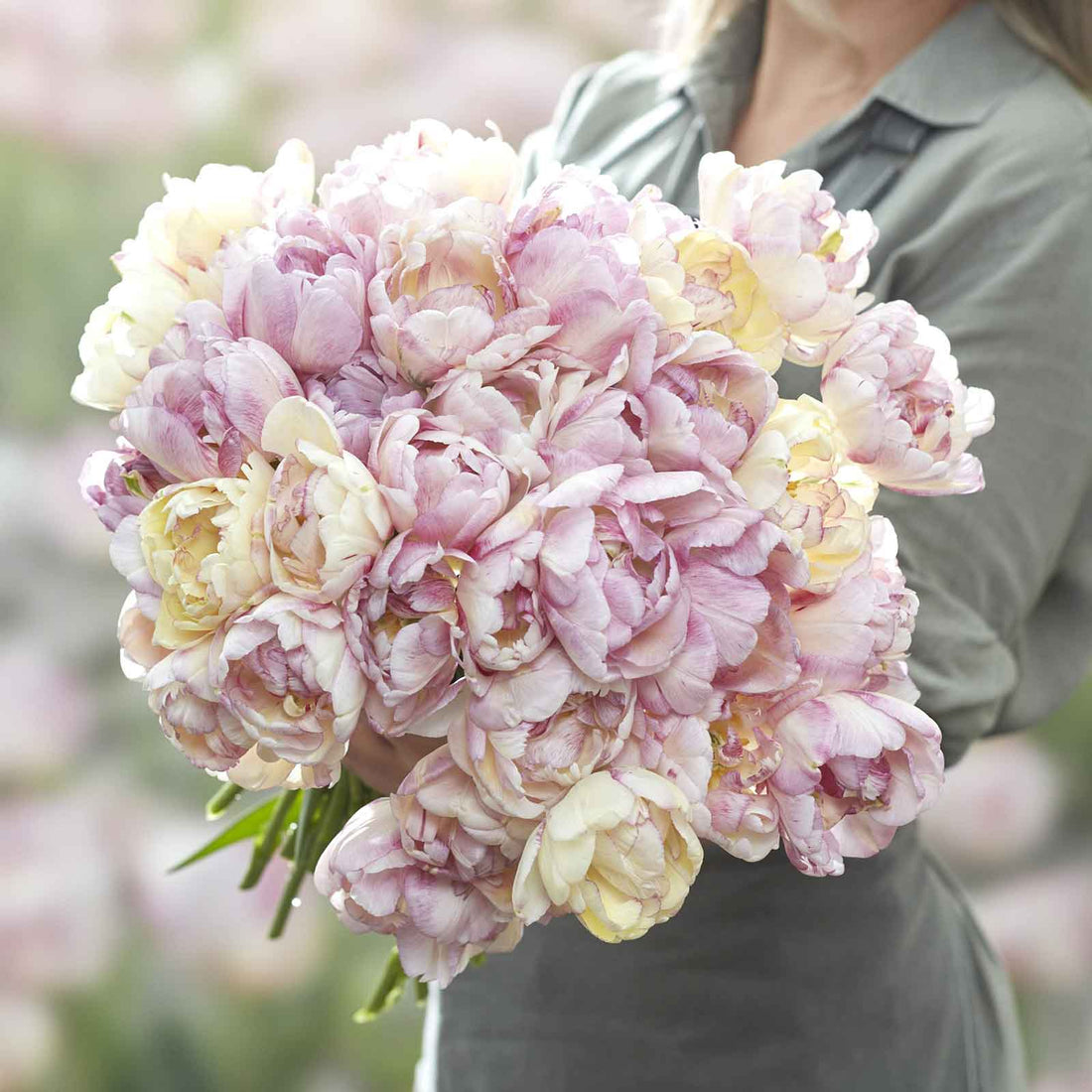 Tulip Bulbs - Double Shake | Fall Flower Bulbs | Eden Brothers