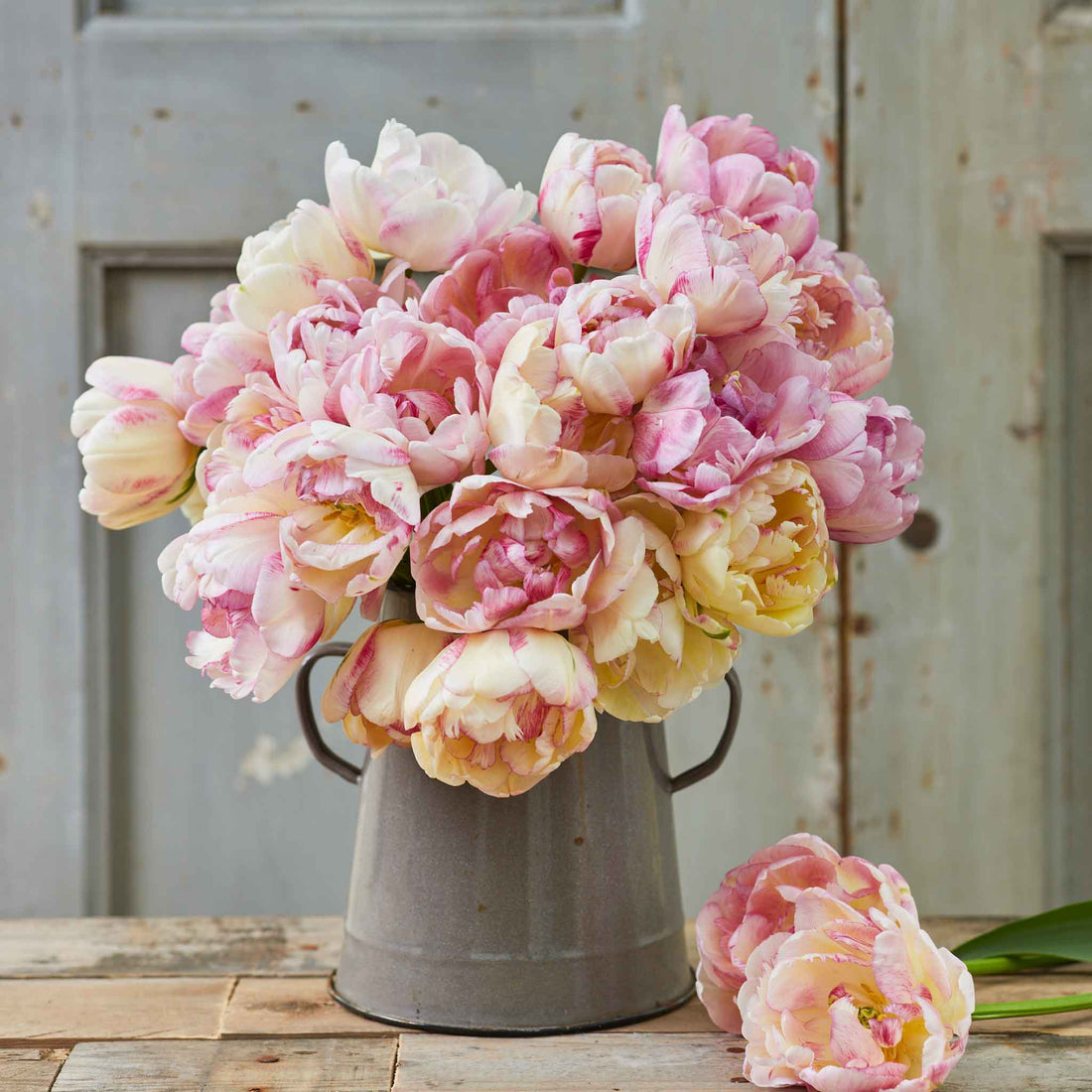 Tulip Bulbs - Double Shake | Fall Flower Bulbs | Eden Brothers