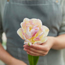 Tulip Bulbs - Double Shake | Fall Flower Bulbs | Eden Brothers