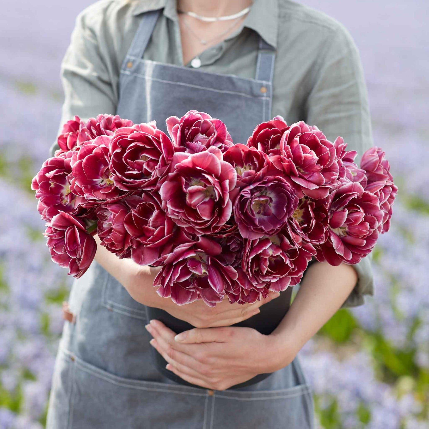 Double Late Tulip Bulbs - Dream Touch | Fall Flower Bulbs | Eden Brothers