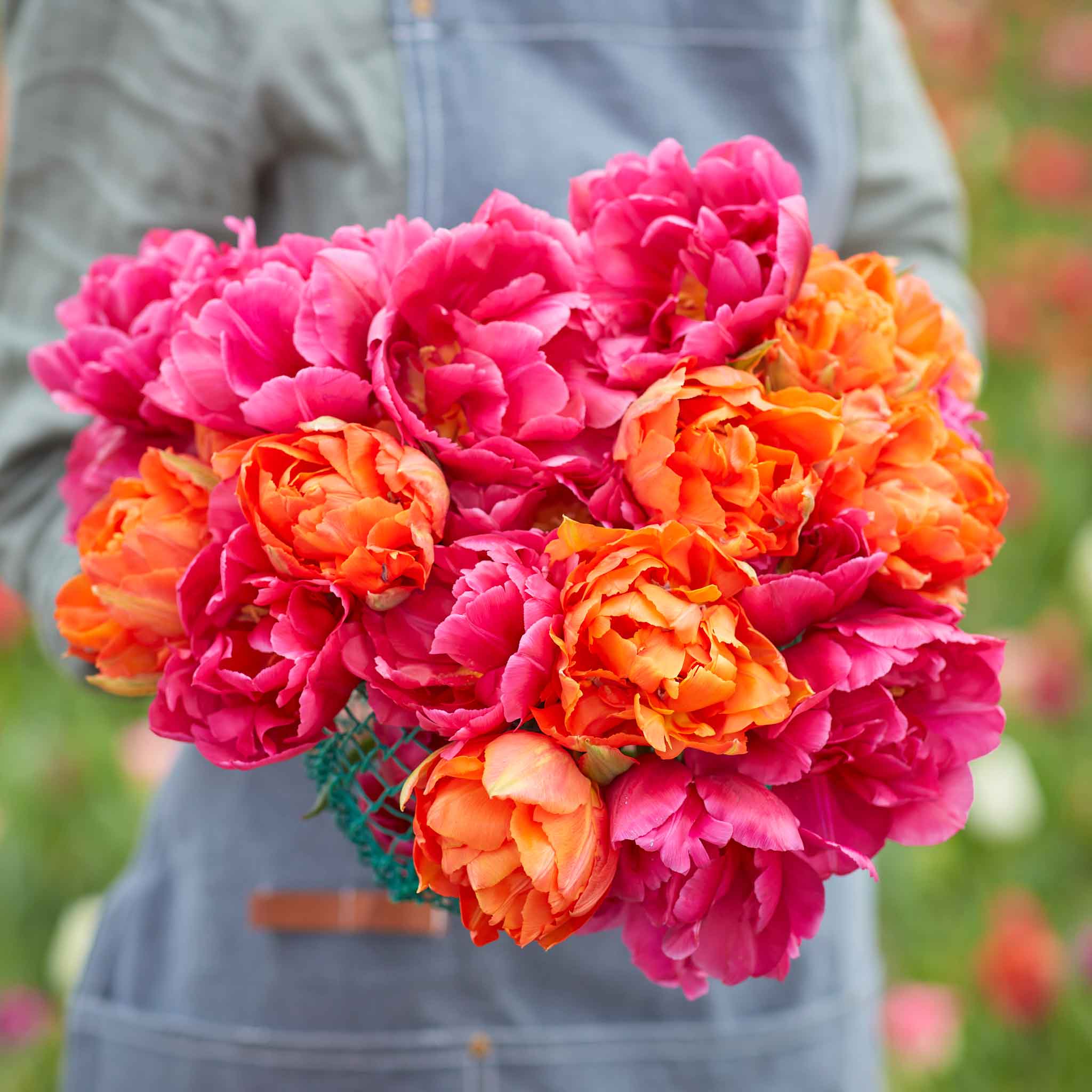 Tulip Bulbs - Hawaiian Sunset Mix | Fall Flower Bulbs | Eden Brothers