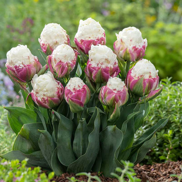 Tulip Bulbs - Ice Cream | Fall Flower Bulbs | Eden Brothers