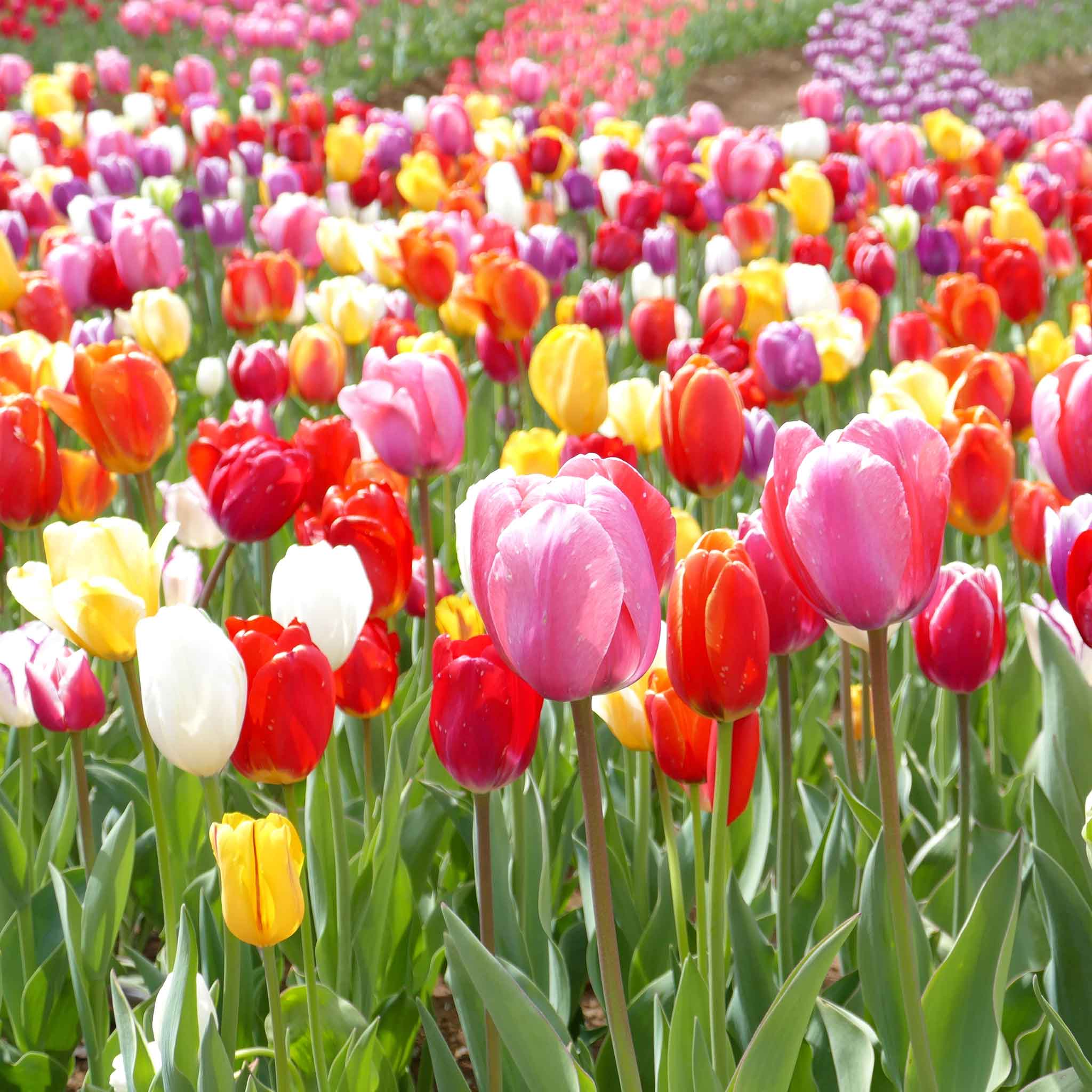 Landscaper Mix Tulip Bulbs | Buy Tulip Bulbs in Bulk at EdenBrothers ...