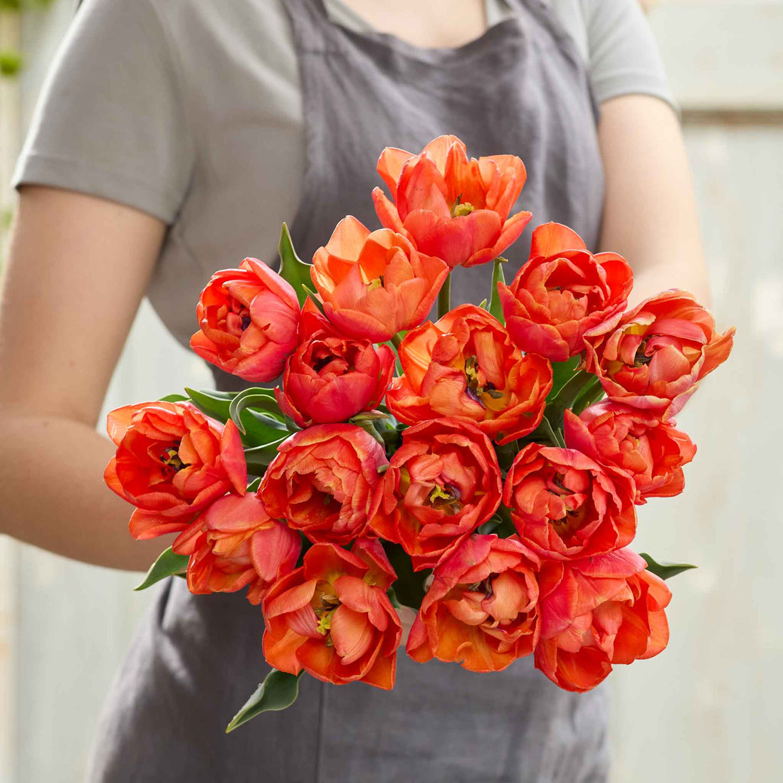 Tulip Bulbs - Lorenzo | Fall Flower Bulbs | Eden Brothers