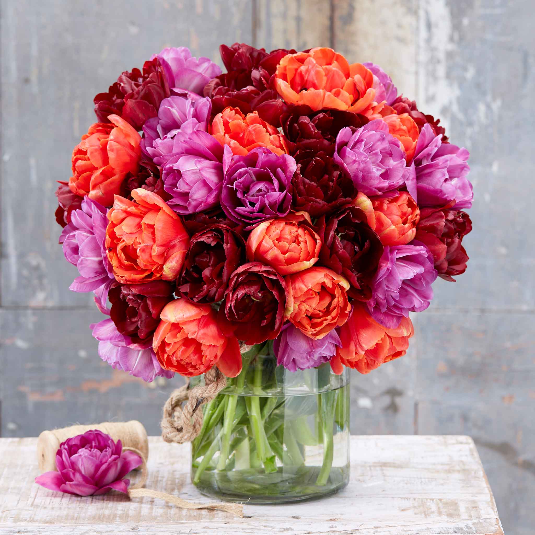 Tulip Bulbs - Passion Mix | Fall Flower Bulbs | Eden Brothers