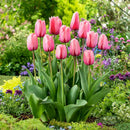 Darwin Hybrid Tulip Bulbs - Pink Impression | Fall Flower Bulbs | Eden ...