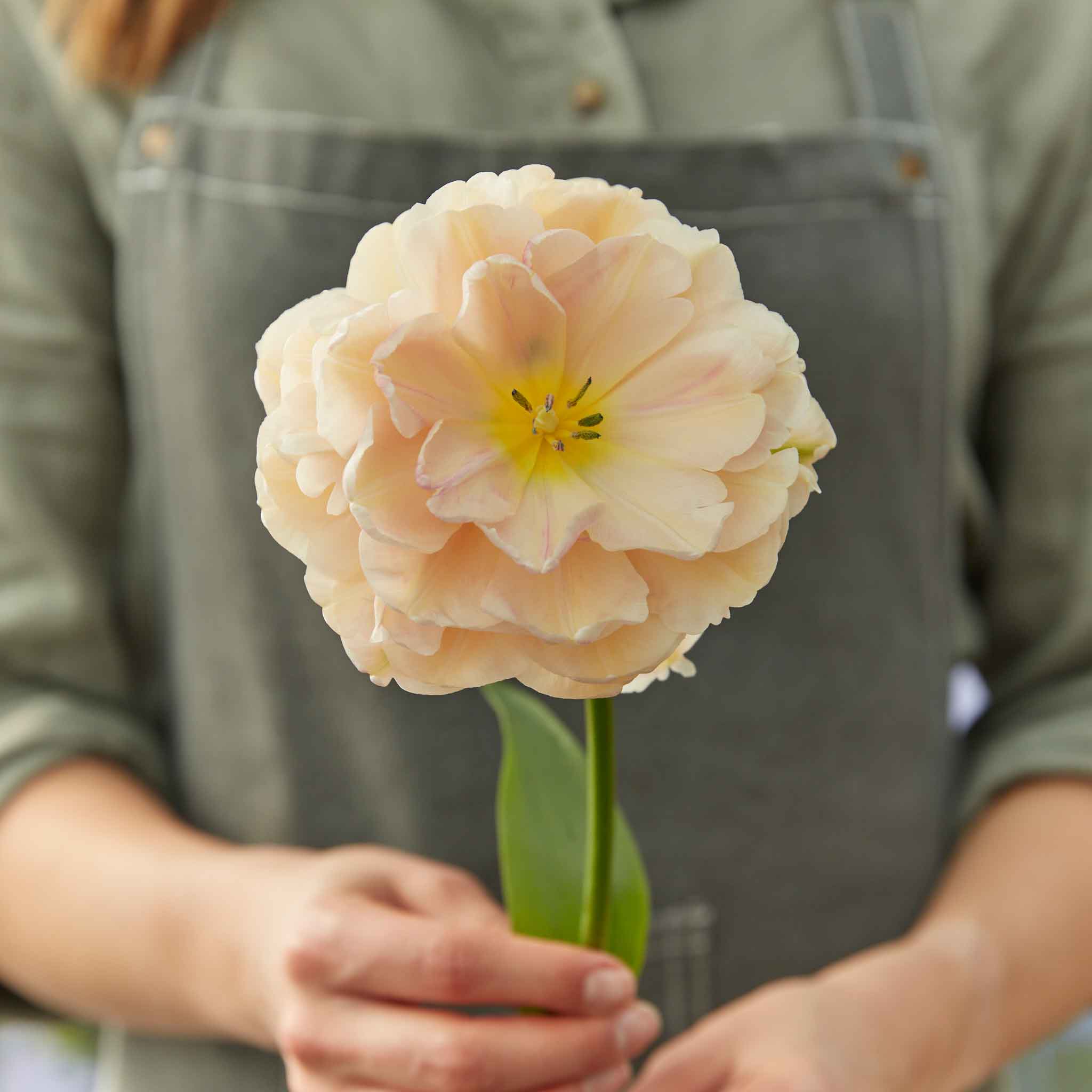 Tulip Bulbs - Pink Mist | Fall Flower Bulbs | Eden Brothers