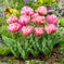 Tulip Bulbs - Pink Star | Fall Flower Bulbs | Eden Brothers