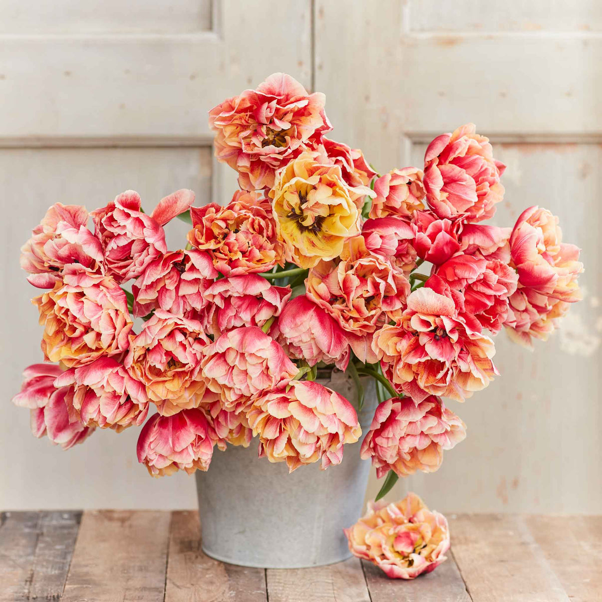 Tulip Bulbs - Verona Sunrise | Fall Flower Bulbs | Eden Brothers