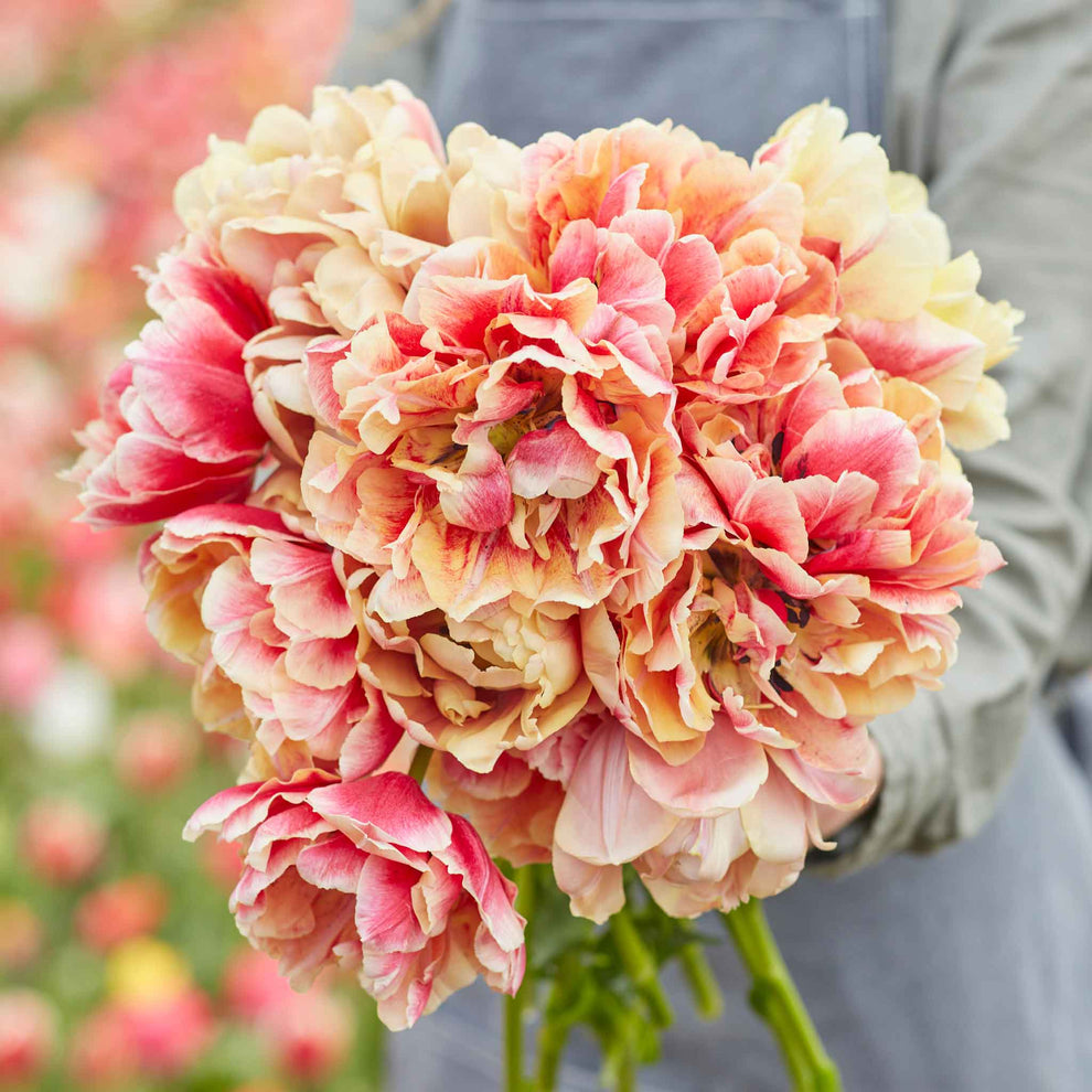 Tulip Bulbs - Verona Sunrise | Fall Flower Bulbs | Eden Brothers