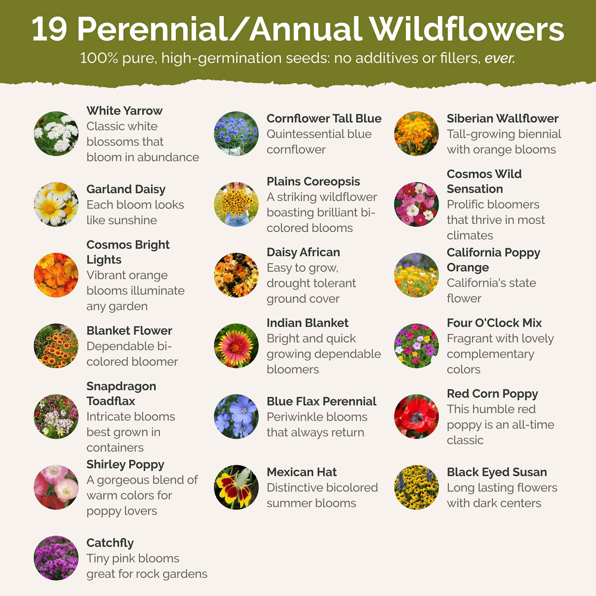 Utah Wildflower Seed Mix | Wildflower Seeds | Eden Brothers