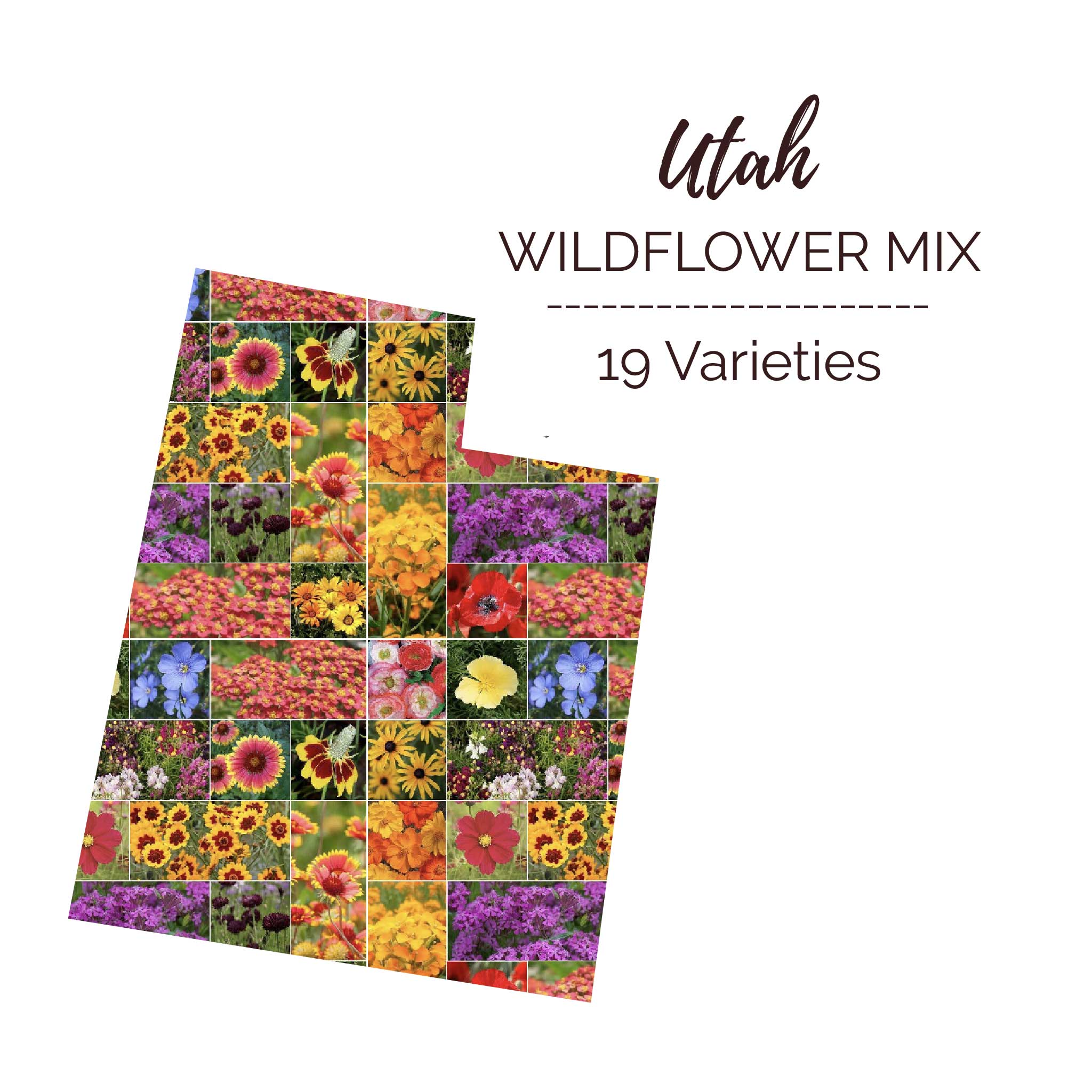 Utah Wildflower Seed Mix | Wildflower Seeds | Eden Brothers