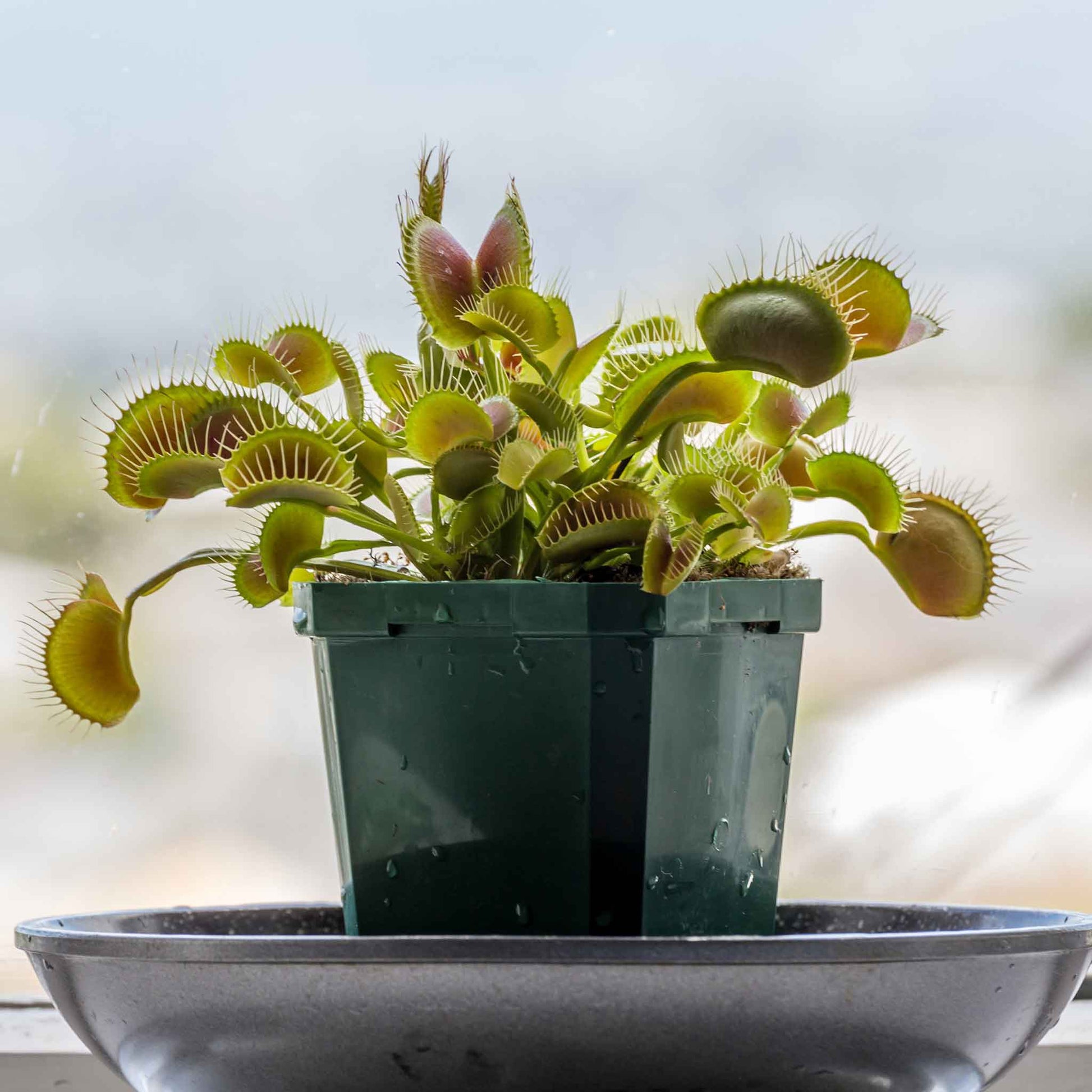 Venus Flytrap Seeds| Flower Seeds | Eden Brothers